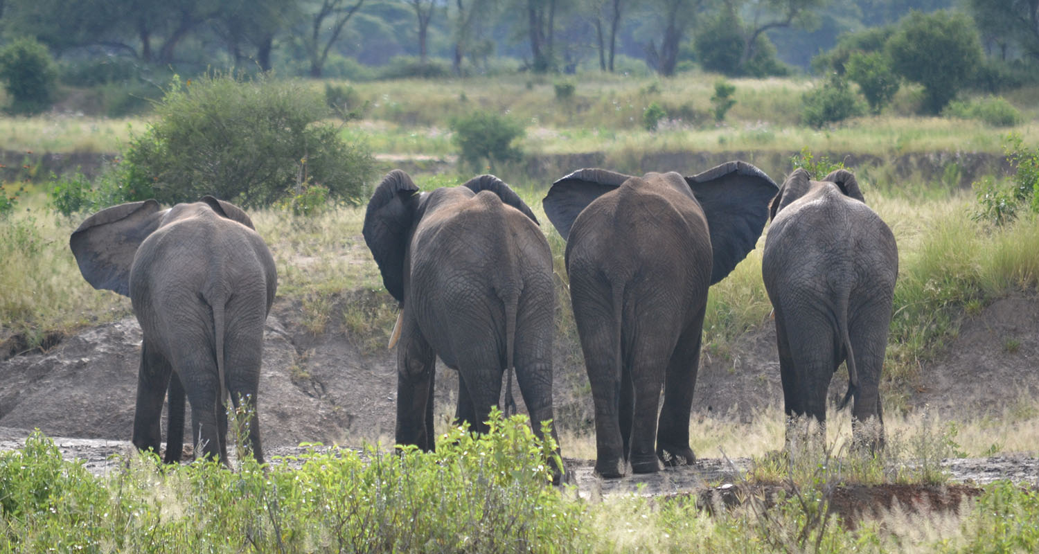 Popular Safaris – Safari Solutions