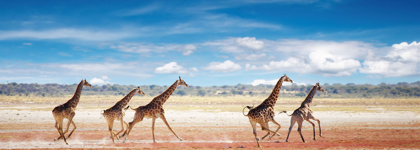 Safari Solutions - Tanzania's Best Safari Agent