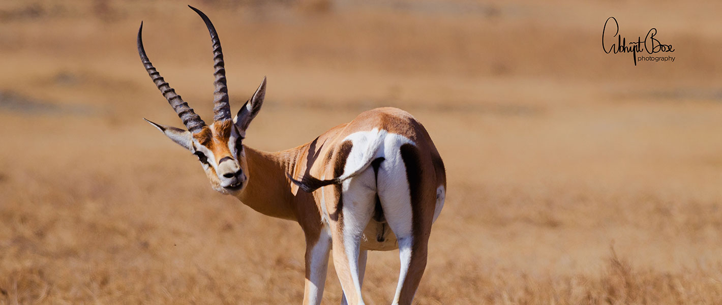 Safari Solutions - Tanzania's Best Safari Agent