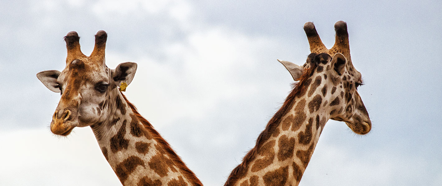 Safari Solutions - Tanzania's Best Safari Agent