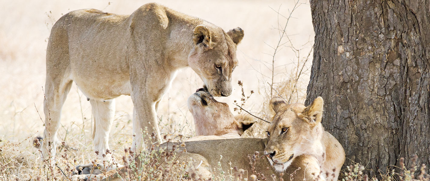 Safari Solutions - Tanzania's Best Safari Agent